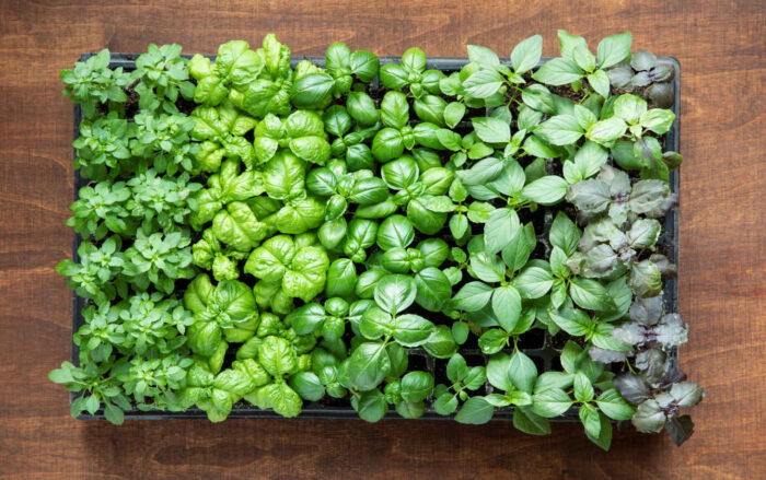 Pesto Tigullio: sapore autentico | Tigullio